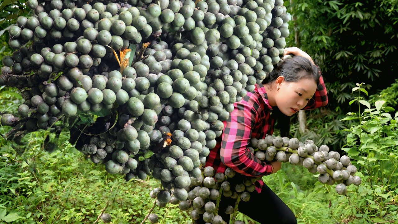Harvesting Forest Fruits: Peeling process Taking the seeds of Buffalo ...