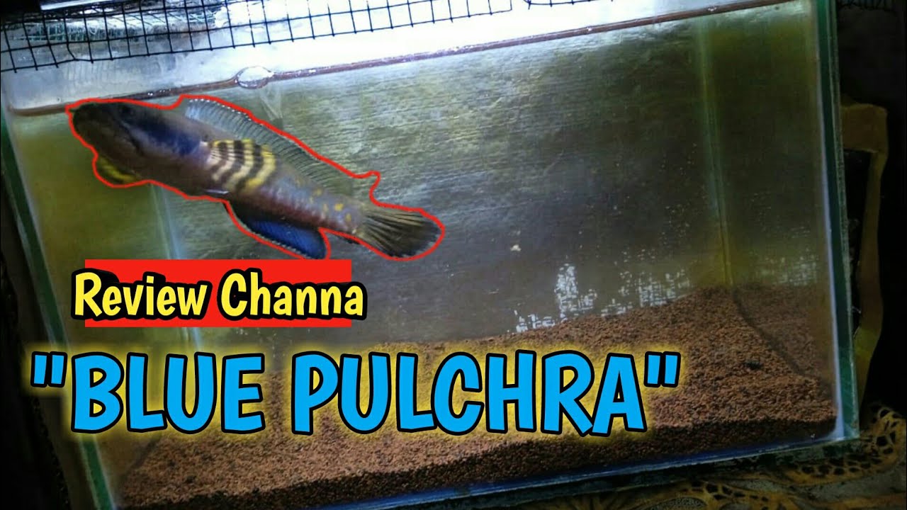 Review Koleksi Pribadi Ikan Channa Blue Pulchra - YouTube