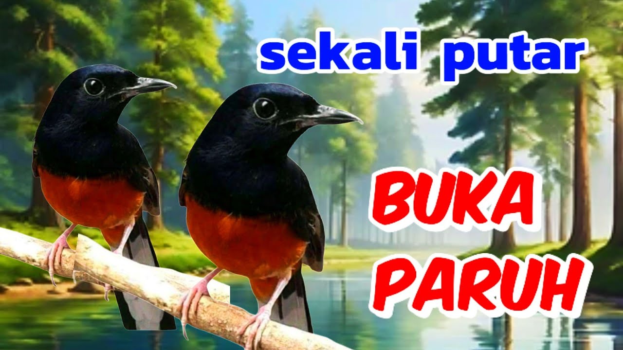 Masteran murai batu gacor efektif naikkan EMOSI MURAI malas bunyi langsung buka paruh - YouTube