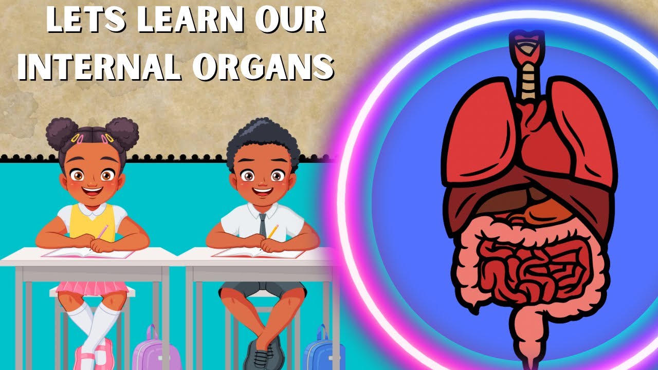 Let’s learn our Internal Organs/ Simple/Basic Break down for toddler ...