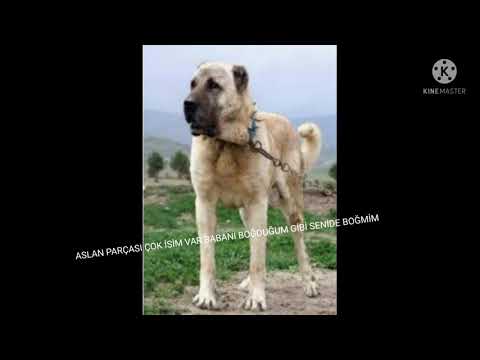 KANGAL VS PİTBULL