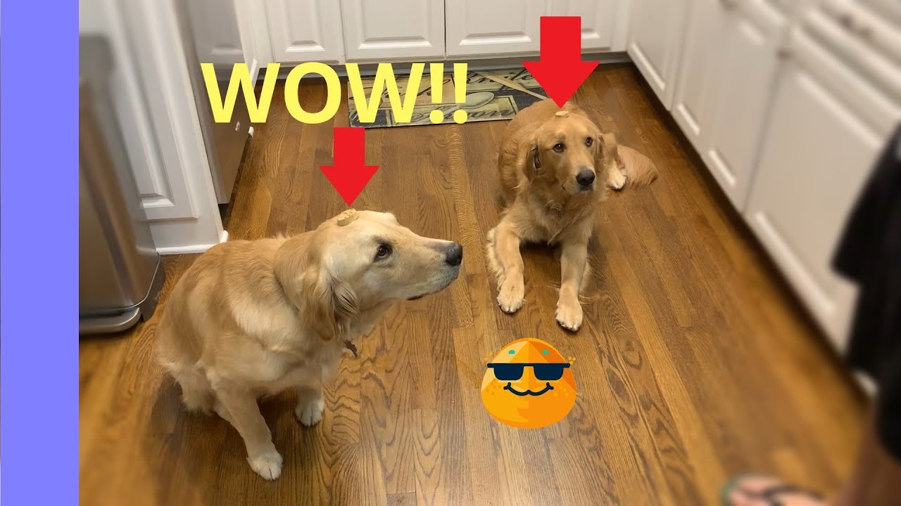 Golden Retriever dogs perform cute trick with treat on heads - YouTube