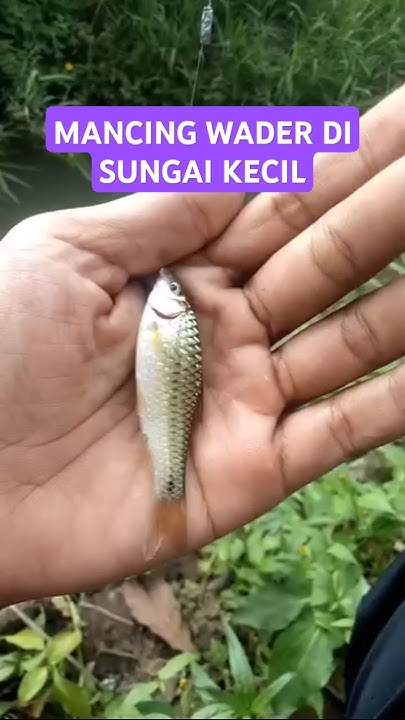 MANCING WADER DI SUNGAI KECIL #microfishing #mancingwader #mancinguceng #mancing #shorts - YouTube