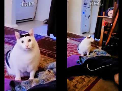 Mentahan kucing bilang tolol dan originalnya viral di tiktok