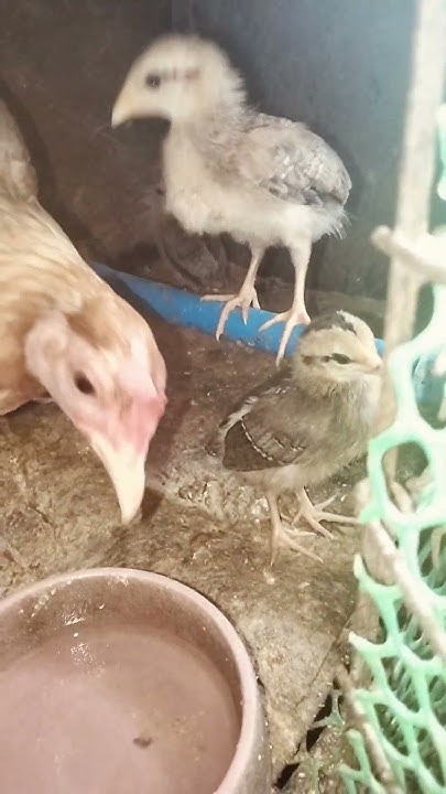 for breeding purposes only - YouTube