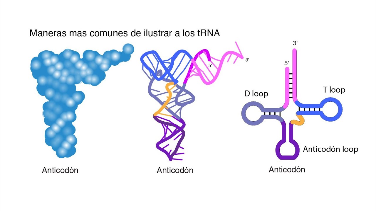 Diferencias ARNm ARNt ARNr - YouTube