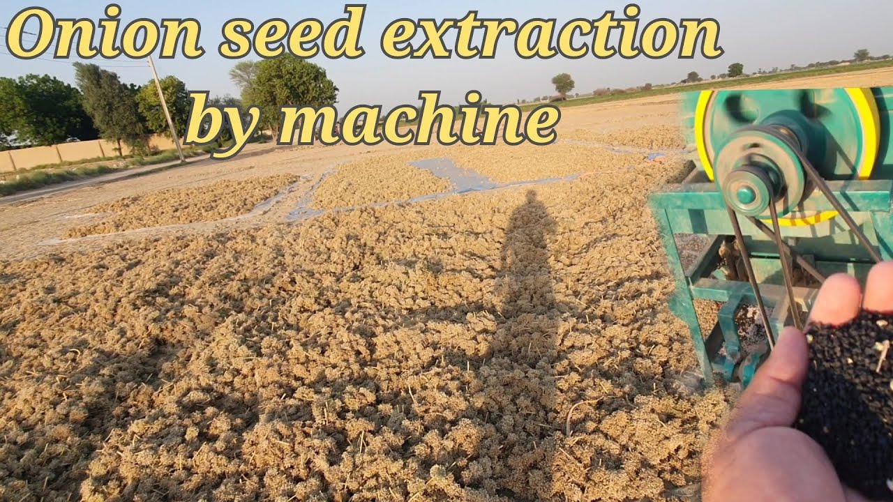 Onion seed extraction by machine مشین کے ذریعے پیاز کے بیج نکالنا - YouTube