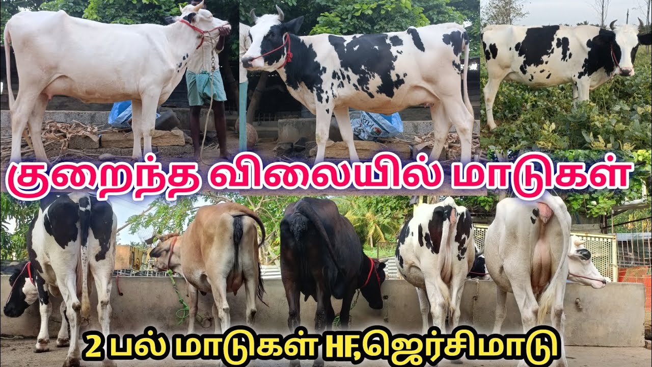 Low Budget milking cow தென்காசி | Cow For sales in tamilnadu குறைந்த ...