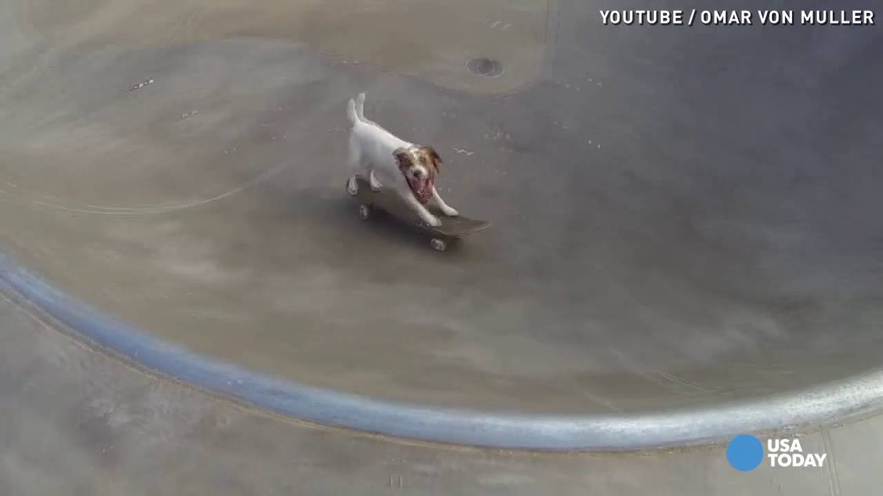 This is the Tony Hawk of skateboarding dogs - YouTube
