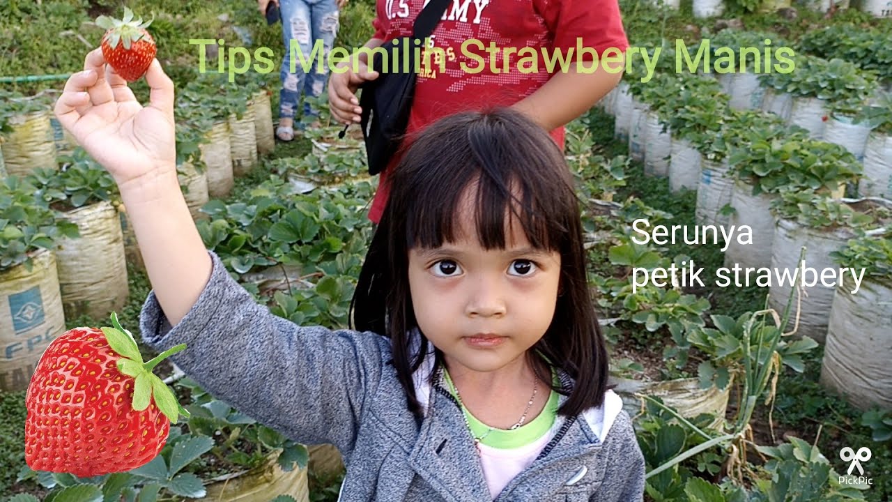 Tips Memilih Strawbery yang Manis - YouTube
