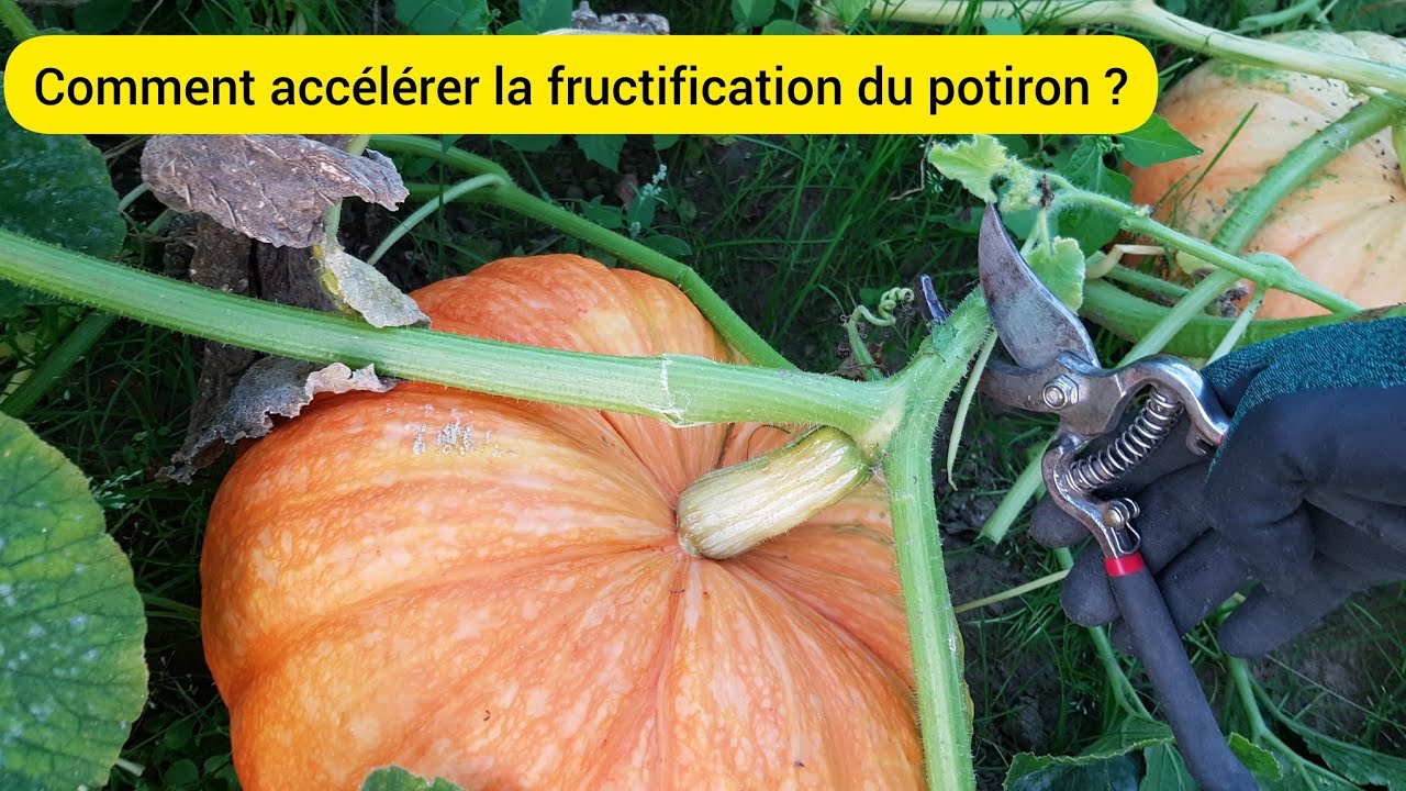 Comment je taille le potiron pour une importante production ? 2024 ...