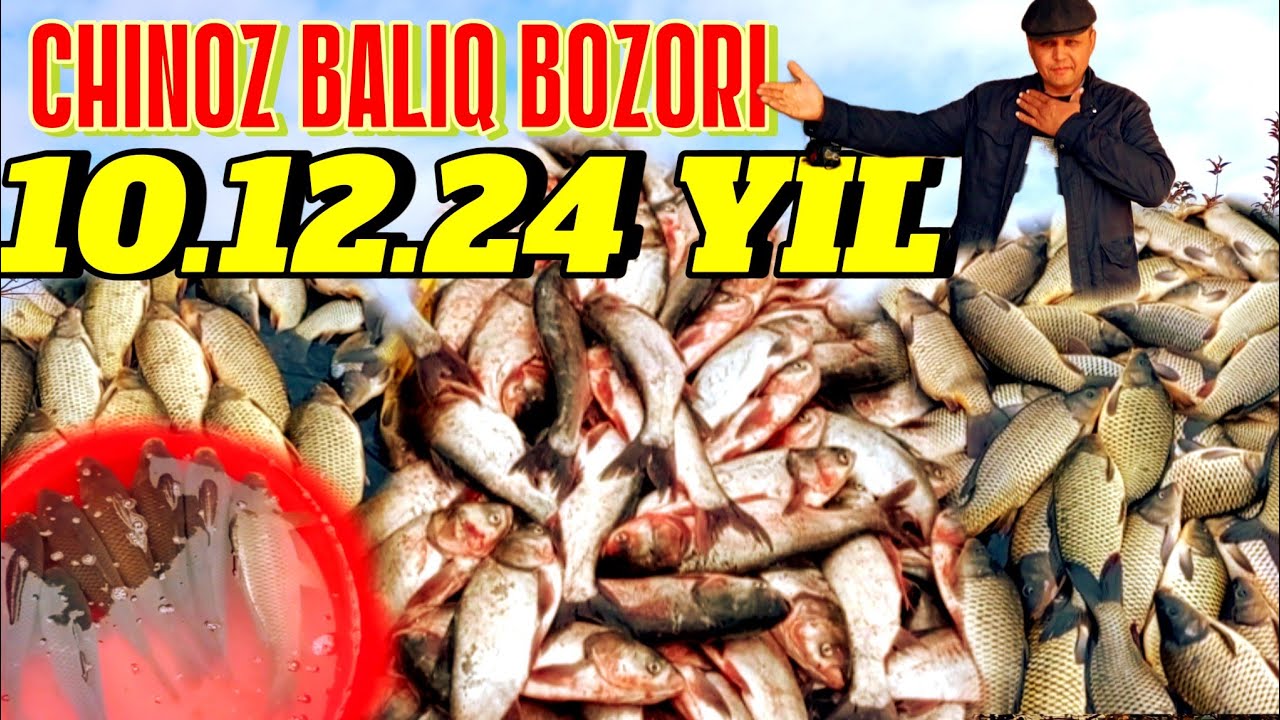 CHINOZ BALIQ BOZORIDA ARZON BALIQLAR 🐟🐟🐟🐟 - YouTube