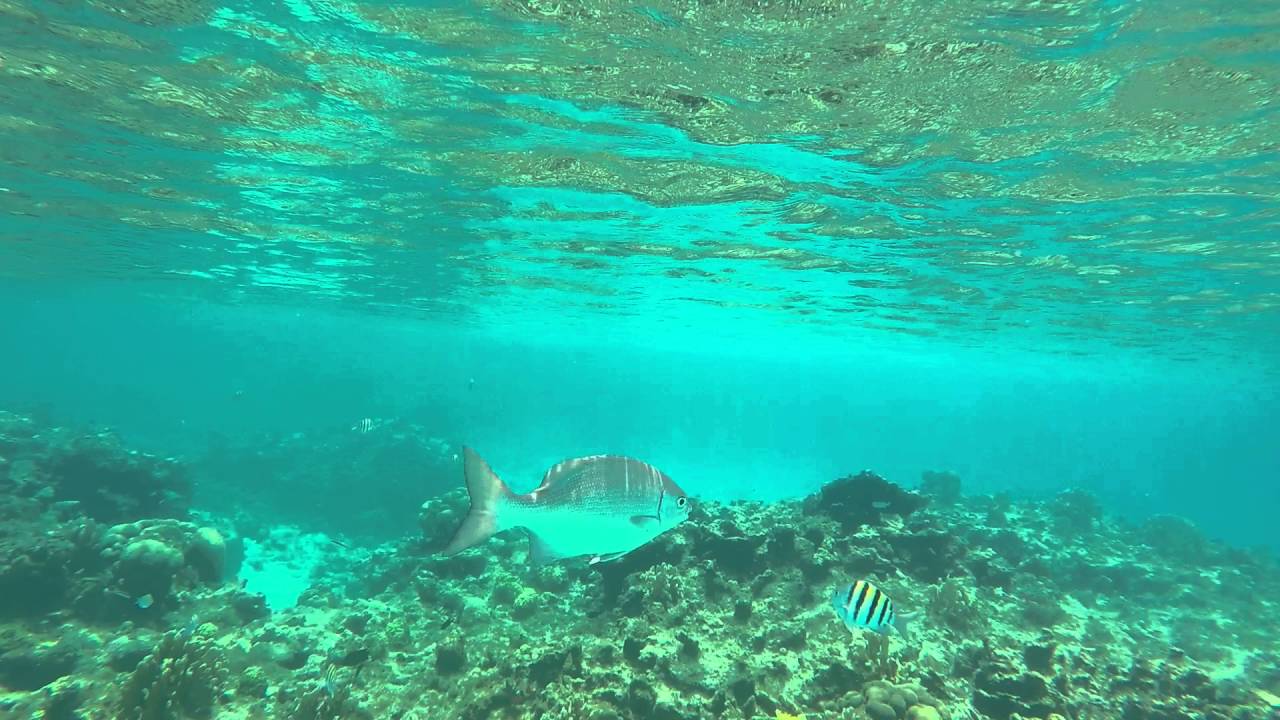 Grand Cayman Island Beautiful underwater Fish and Reef - YouTube