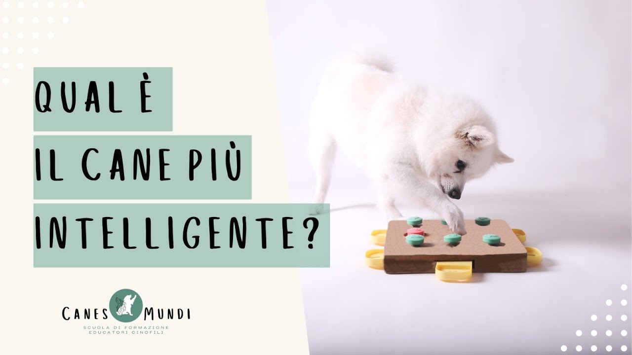 Quale E' Il Cane Più Intelligente? - YouTube