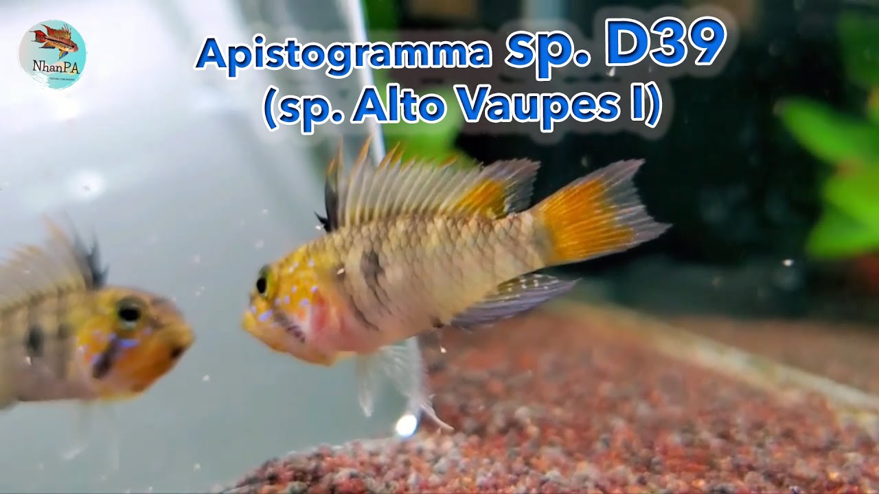 Apistogramma sp. D39 (sp. Alto Vaupes I) | Cá phượng hoàng hoang dã ...