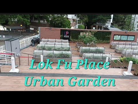 Vlog# 124 Lok fu Place Urban Farm| @jhcvlogg1109 - YouTube