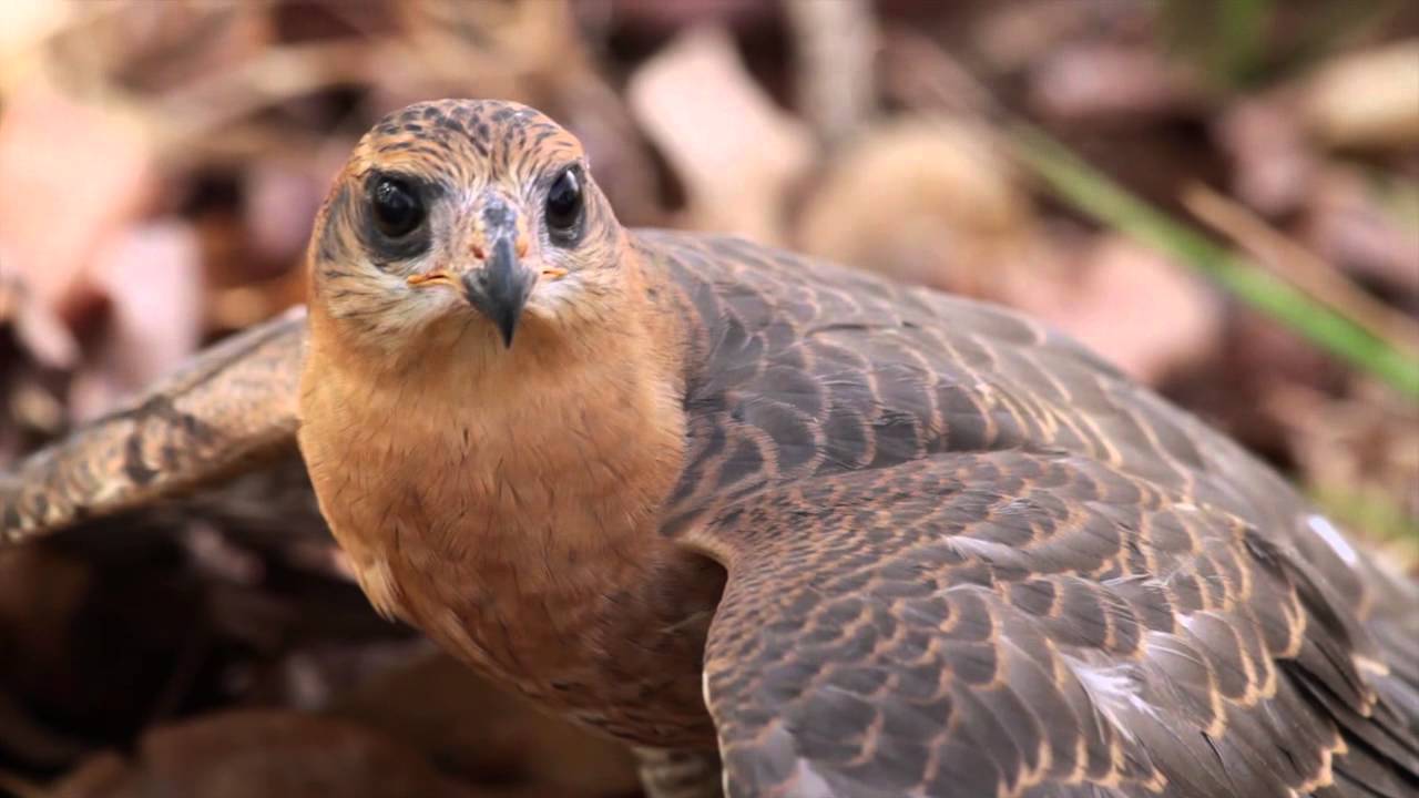 Raptor catches its prey in northern Ghana - YouTube