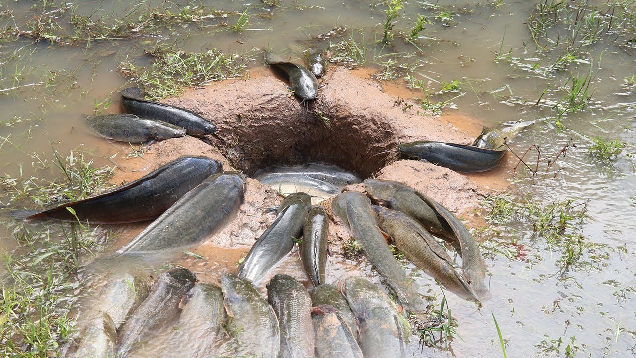 Build Underground Deep Hole Fishing | Skills Catching Fish in Hole Trap ...