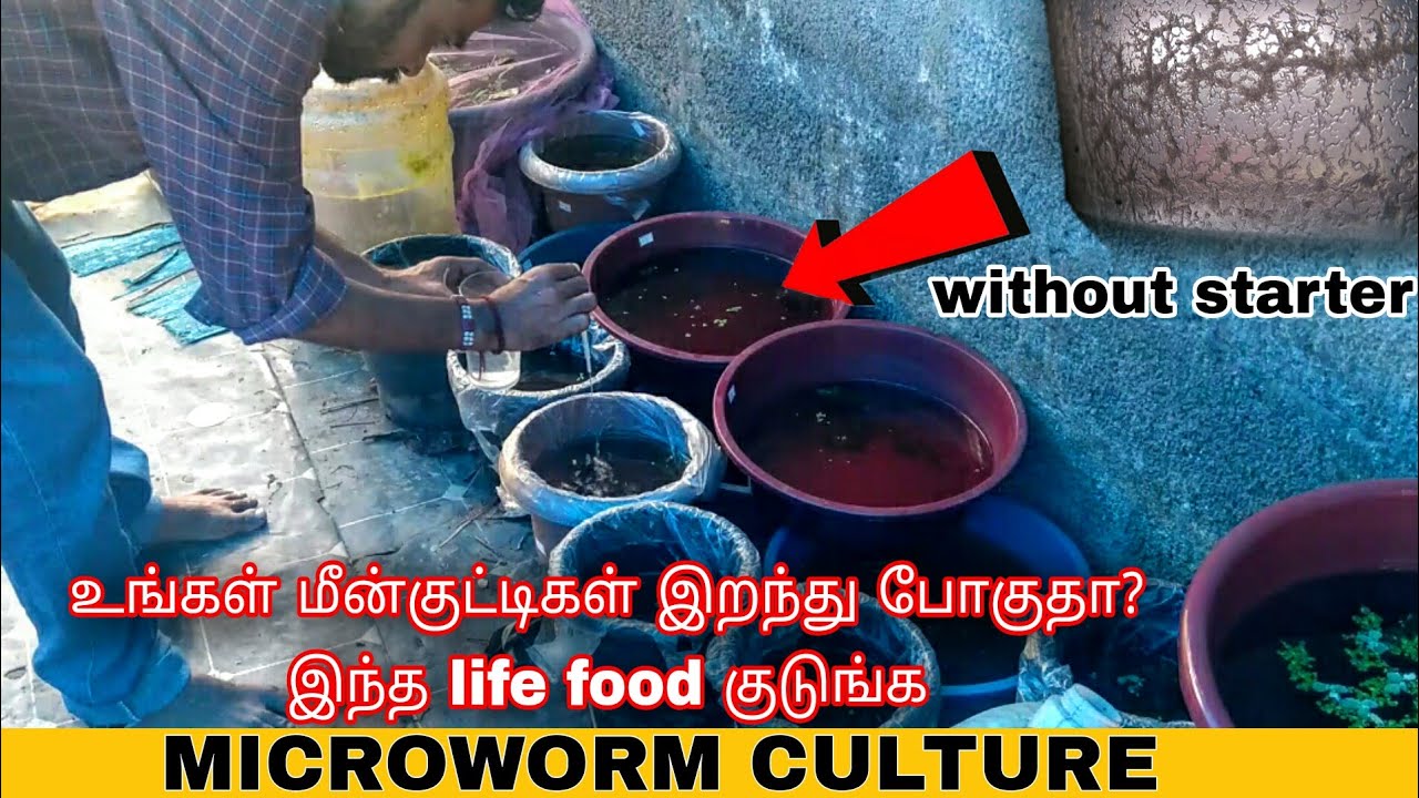 Microworm Culture | Without Starter | Using Potato | Aathi Aqua Vlog ...