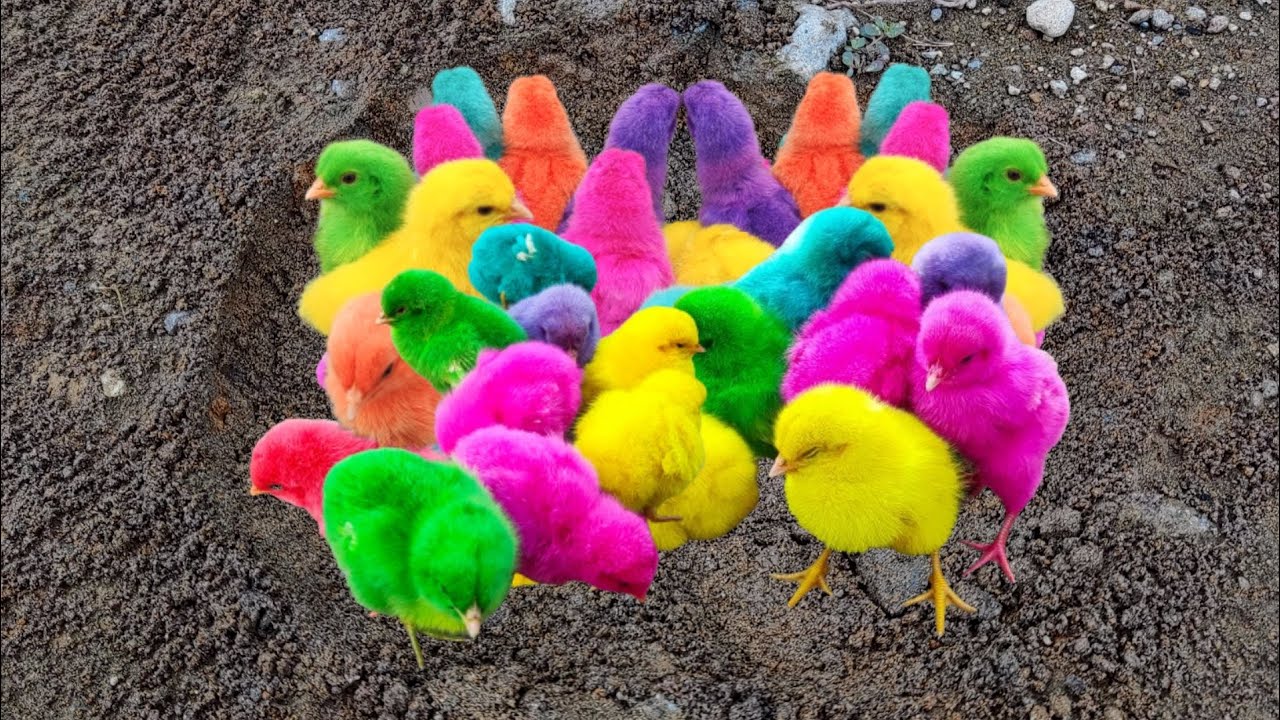 Transport Cute Chicks, Colorful Chicks, Rabbits, Duck Pekin, Marmot ...