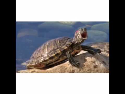 Turtle Scream - YouTube