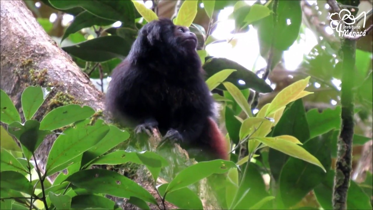 Mico-leão-preto (Leontopithecus chrysopygus) - YouTube