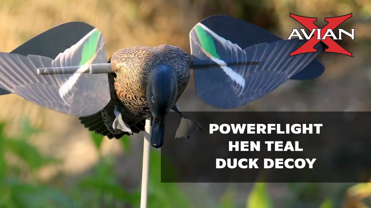Avian X Powerflight™ Hen Teal - YouTube