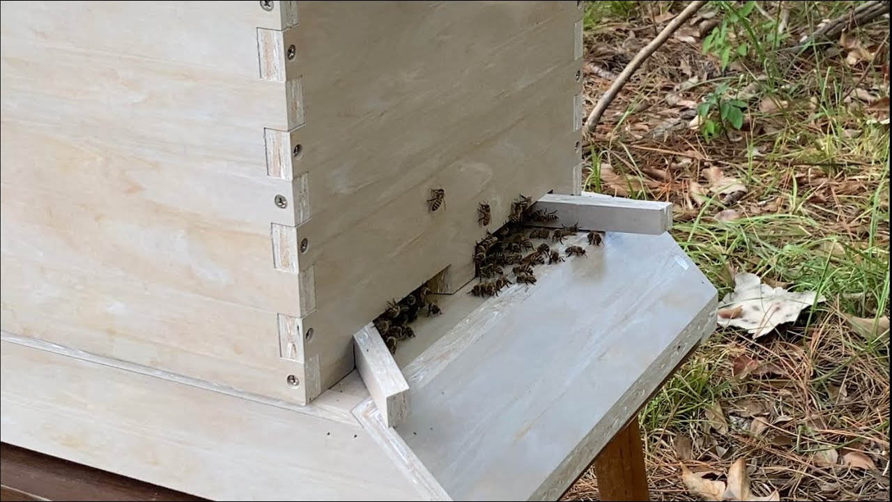 Transferring Bees to a TAPCOMB / FLOW HIVE - YouTube