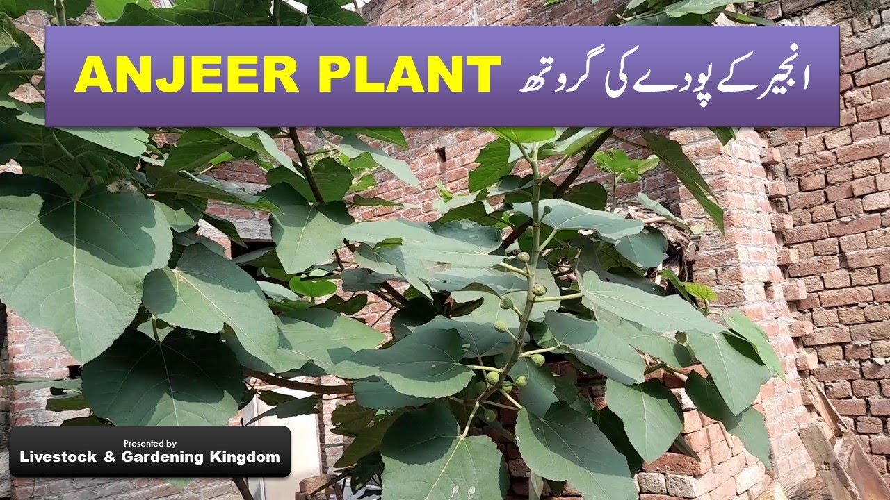 how to grow fig(anjeer)plant || Anjeer ki growth || انجر کا پودا ...