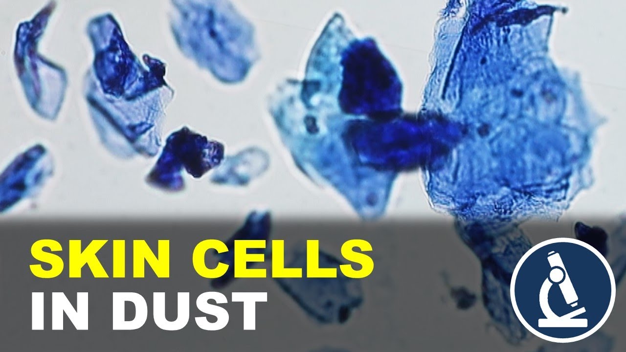 I put dust under the microscope and found many skin cells - YouTube