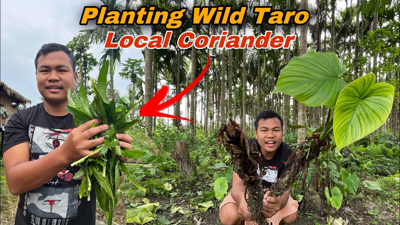 Planting Wild Taro plant at Farm | Cooking and Eating at home with ...