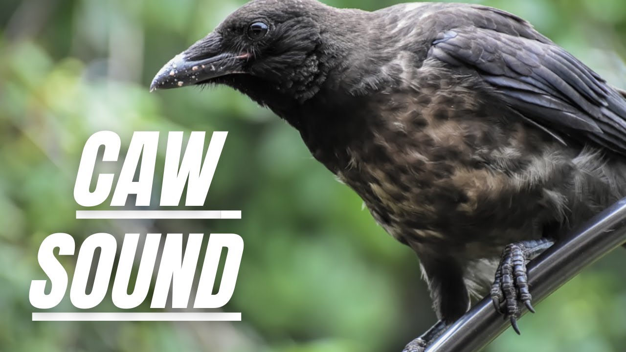 Bird Caw Sound Effect | Sound Of Crows | Crow Sound Effect | Kingdom Of ...