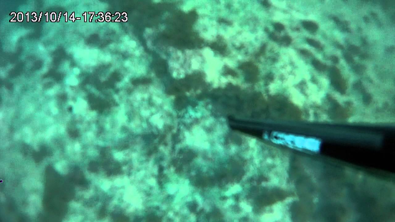 catching octopus in malta - YouTube