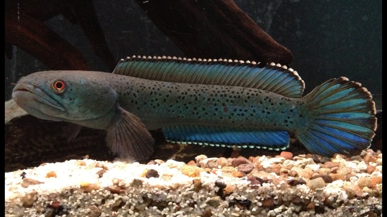 Channa True Blue - YouTube