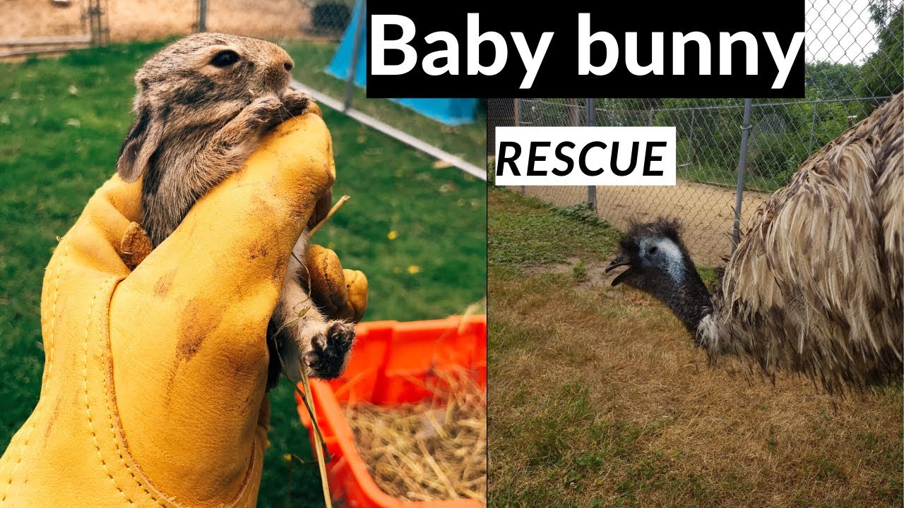 Baby bunny rescued from Emu attack - YouTube
