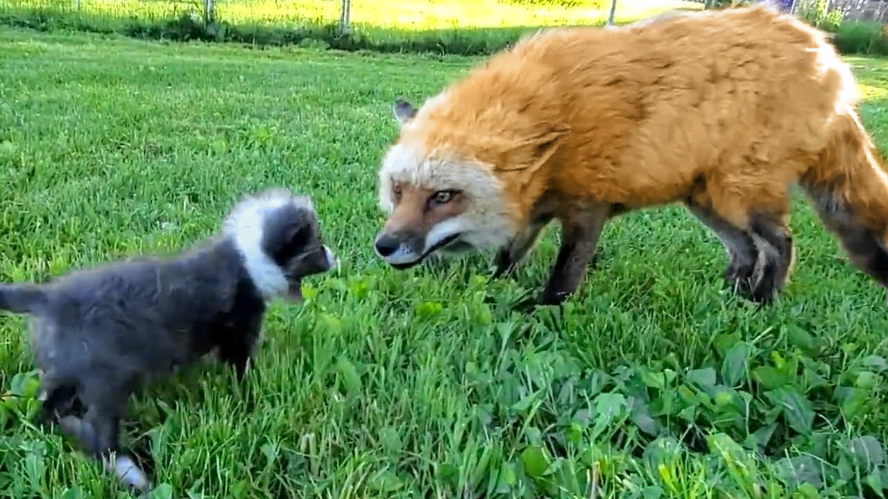 ZORRITO BEBÉ - YouTube