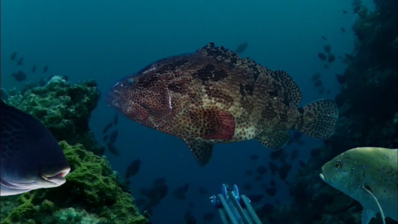 Nag labasan na Ang mahaling isda thank you Lord 🙏 catch and sell - YouTube