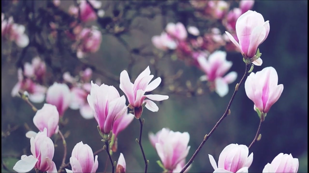 Beautiful Magnolia Flowers In The Wind - YouTube