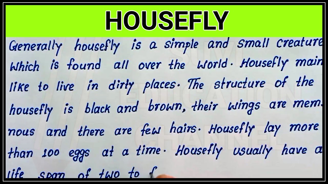Write English essay on Housefly | Housefly English paragraph writing ...