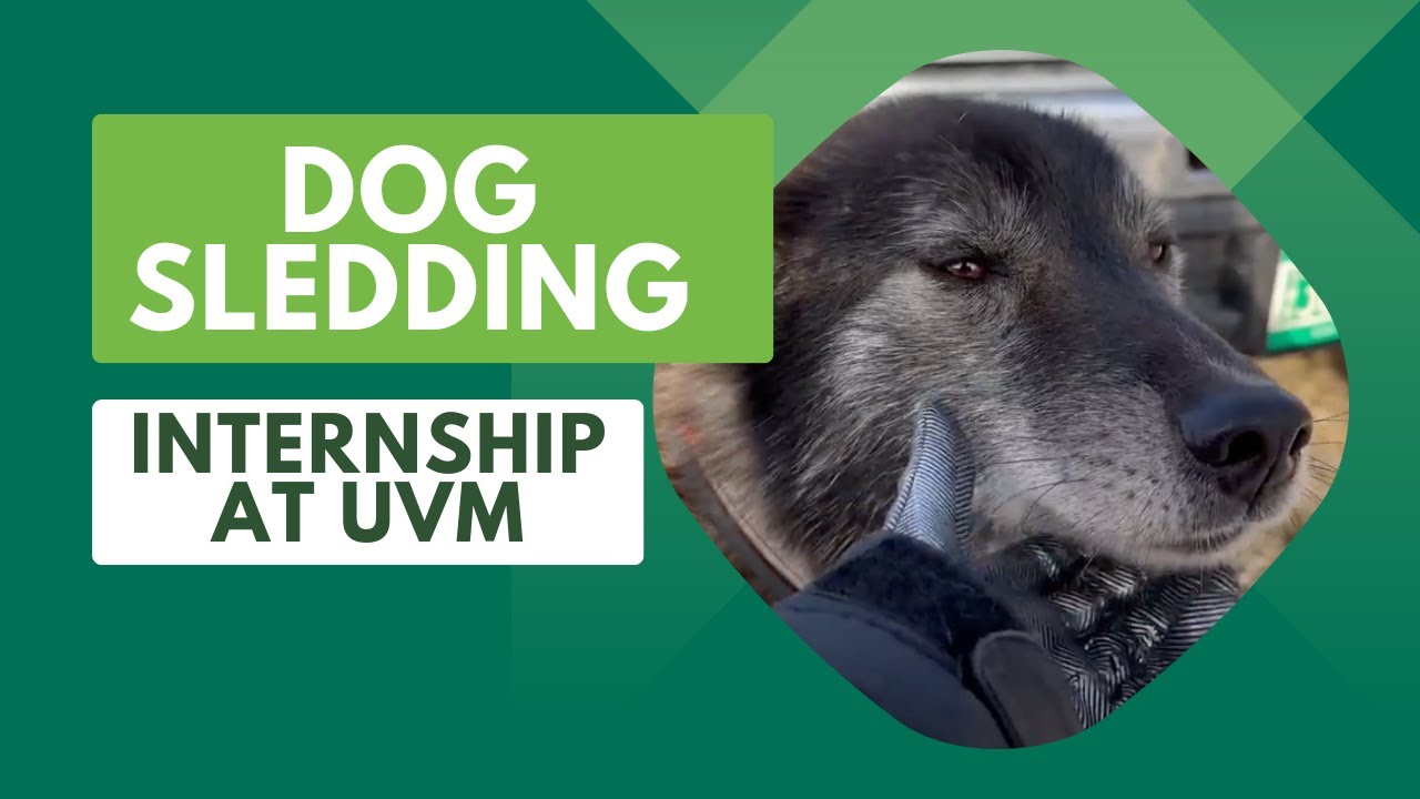 Dog Sledding Internship at UVM! - YouTube