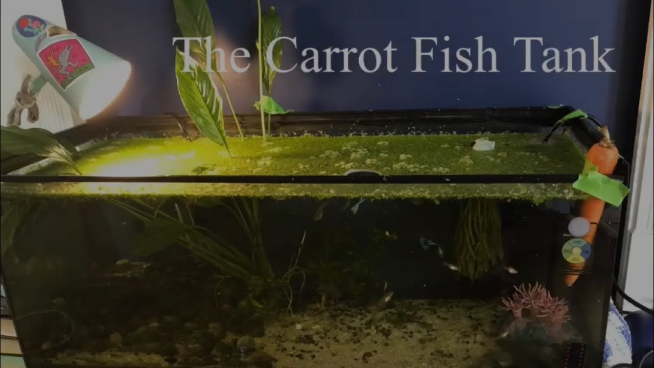 The Carrot Fish Tank (Yes, it grew for a week-ish) Seven Days Progress ...