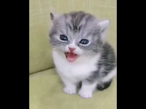 Say Moew Moew 😡😡😡 | Funny cute cats #short - YouTube