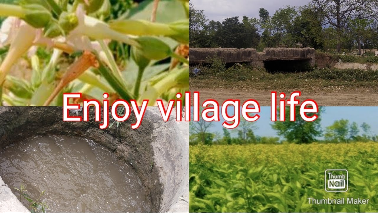 Sweet village vlog ️ ️ beautiful village # enjoy village life by Waseem ...