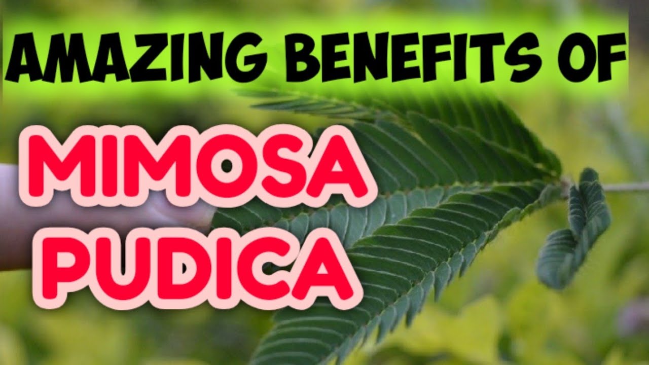 Amazing Benefits of "Mimosa Pudica" - YouTube