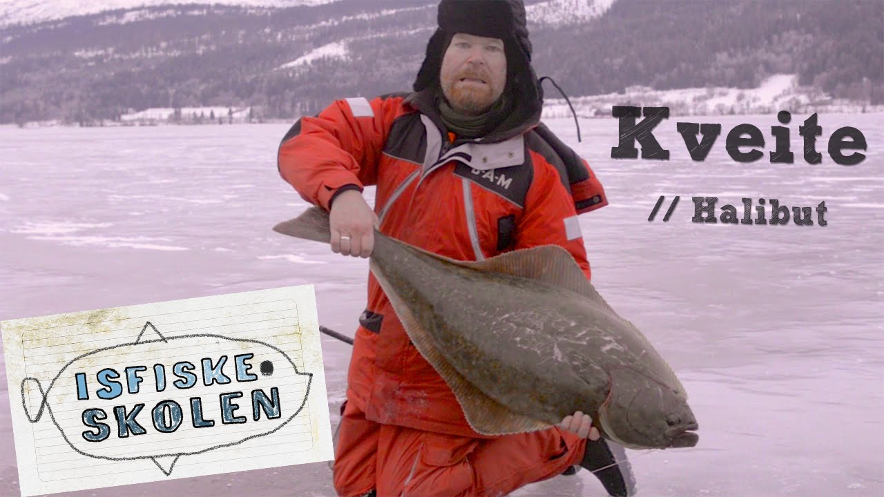 Isfiske kveite // Ice fishing halibut - Isfiskeskolen Ep8 - YouTube