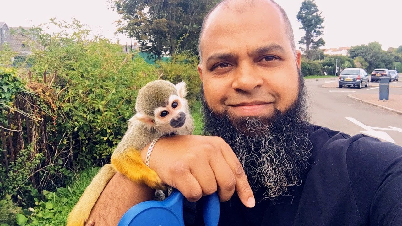chico the monkey tries on his waist collar. #chicothemonkey #monkey ...
