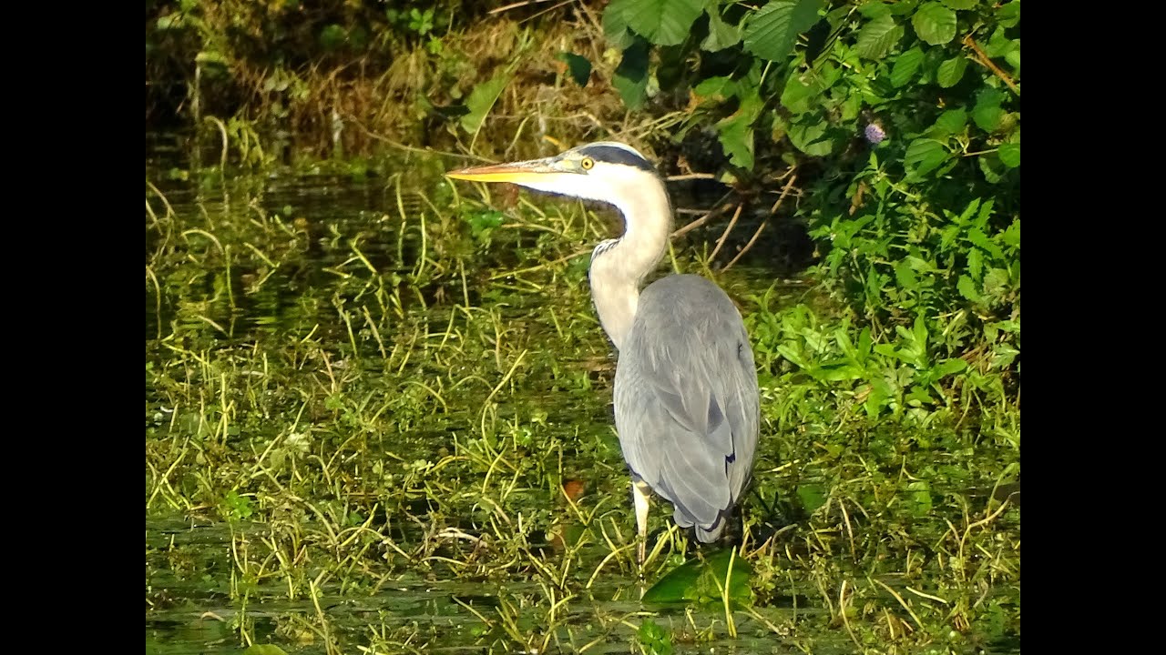 Héron cendré attrape poisson (Ardea cinerea) - Faune de France - YouTube