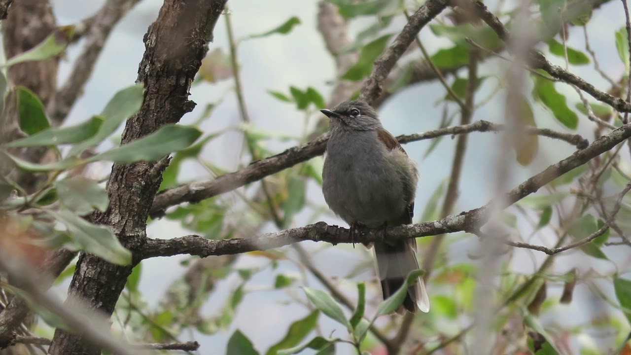 Song/Canto - Brown-backed Solitaire/Clarín Jilguero (Myadestes ...