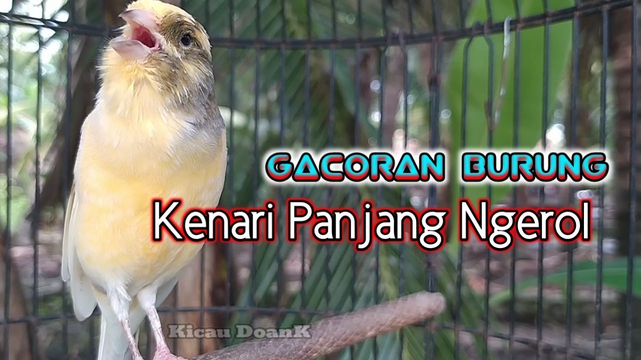 Gacoran Burung Kenari Mantap | Masteran Pancingan Kenari Gacor - YouTube