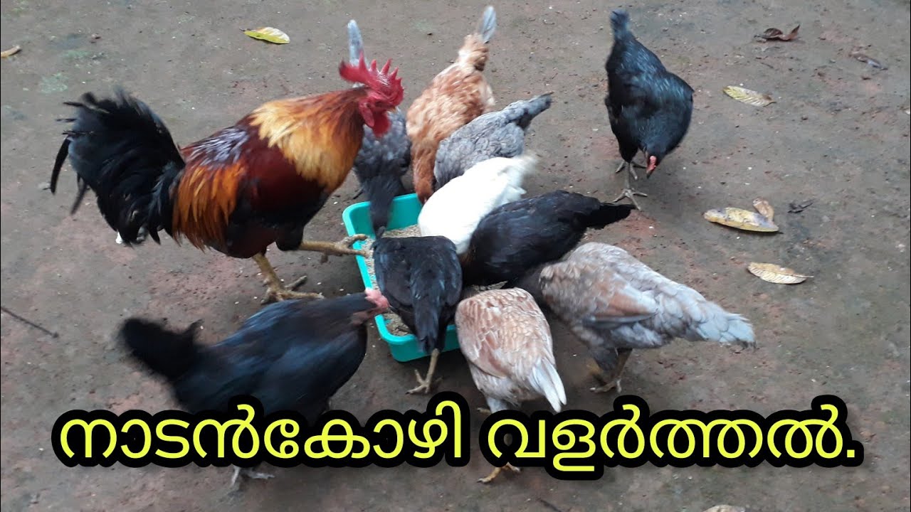നാടൻ കോഴി വളർത്തൽ.Fostering desi chicken. - YouTube